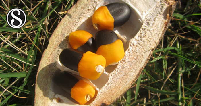 Influence of Afzelia africana (‘Akparata’) and Mucuna flagellipes ...