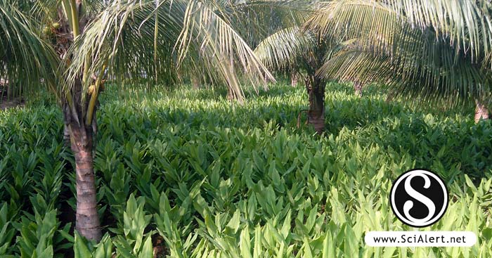 Maize-coconut Intercropping System in the Humid Tropics Dry Land of ...