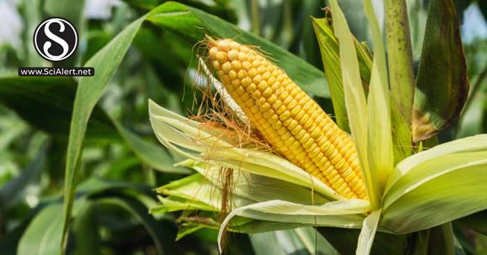 Nitrogen Fertilization and Corn Growth (Zea mays) Effect in Andisols by ...