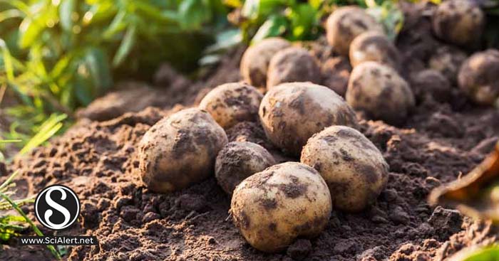 Production of G0 ‘Median’ Potato on Different Media Composition and ...