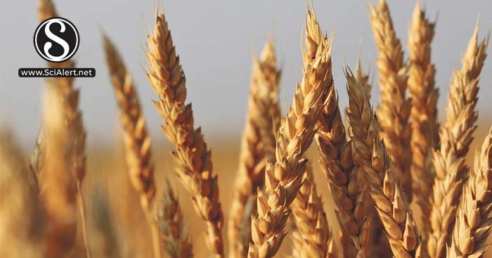 Spring Wheat Yield Depending on the Variety and Chelated Fertilizers
