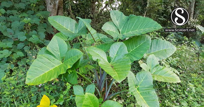Improvement of Taro Mbothe Yield (Xanthosoma sagittifolium L.) Schott ...