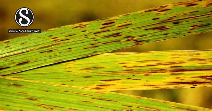 Effect of Rice Cercosporidium Caused by Cercospora oryzae Miyake on the ...