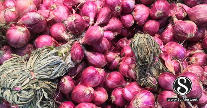 Prediction Model of Production Patterns of Shallot Development in Low ...