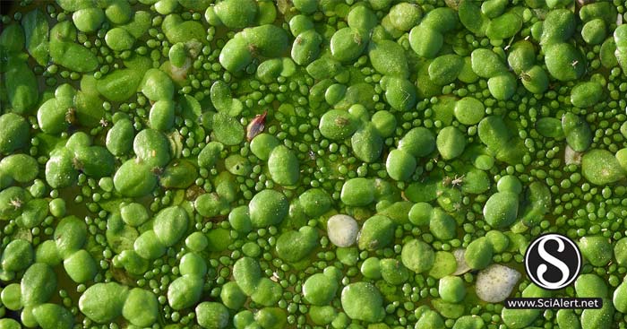 Protein and Lipid Composition of Duckweeds (Landoltia punctata and ...