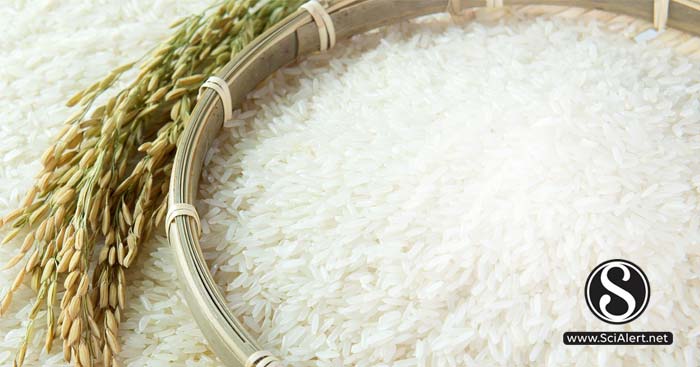 Screening Rice Lines Tolerant to Low Temperature at the Germination ...