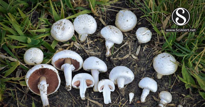 Natural Strain Observation of Button Mushroom (Agaricus bisporus) from ...