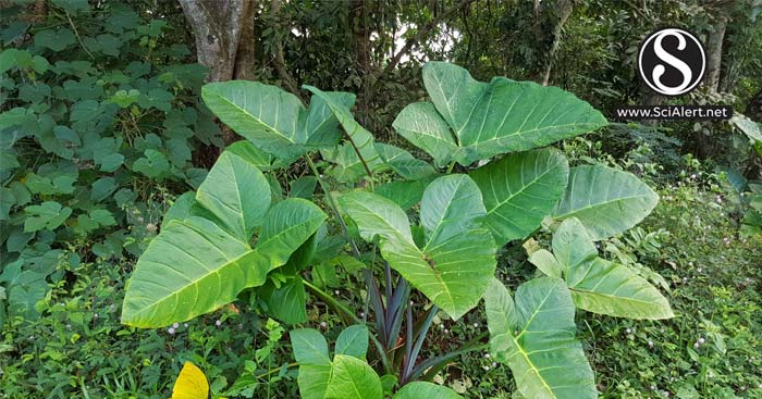 Antioxidant and Antimicrobial Properties Determination of two Varieties ...