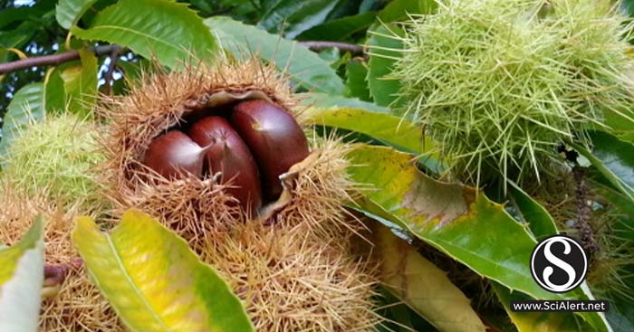 Chemical Compositions and Antioxidant Activities of Flower Extracts ...