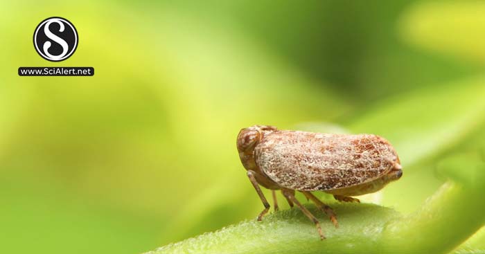 Genetic Diversity Analysis and Implications for Breeding Brown ...