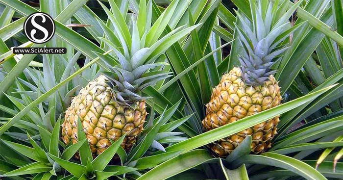 Determining an Appropriate Leaf Position to Establish Norms of ...