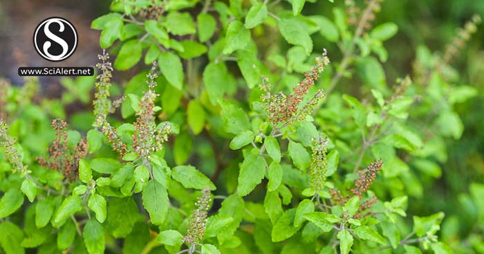 Antimicrobial Effect of Basil Leaf Extract (Ocimum sanctum L.) to ...