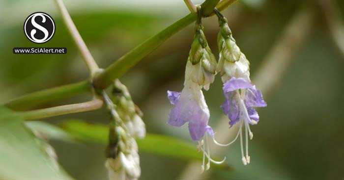 Comprehensive Phytochemical, Anti-Oxidant and GC-MS Analysis of ...