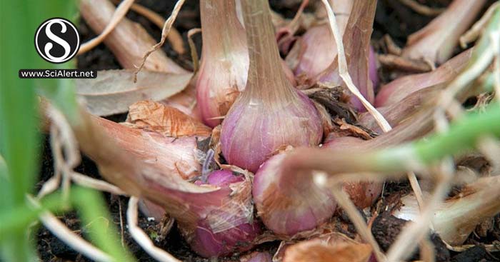 Differences in Cultivation Methods and Their Effects on Production and ...