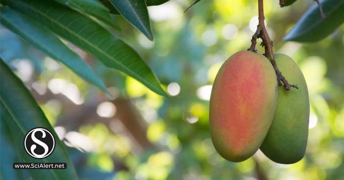 Correlation Between Molecular Markers and Sweetness and Peel Thickness ...