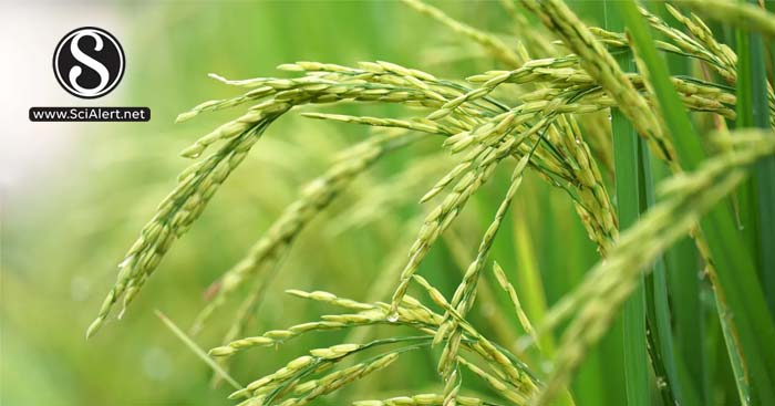 Biochemical Traits at Reproductive Stage in Six Rice Genotypes under ...