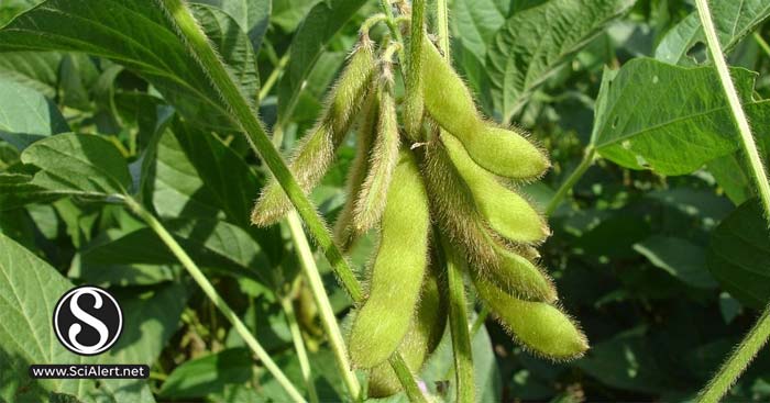 Pollen Parameters Estimates and Molecular Characterisation of Selected ...