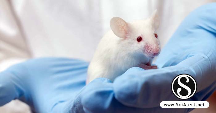 Behavioural and Microstructural Evaluation of the Hippocampus of Adult ...