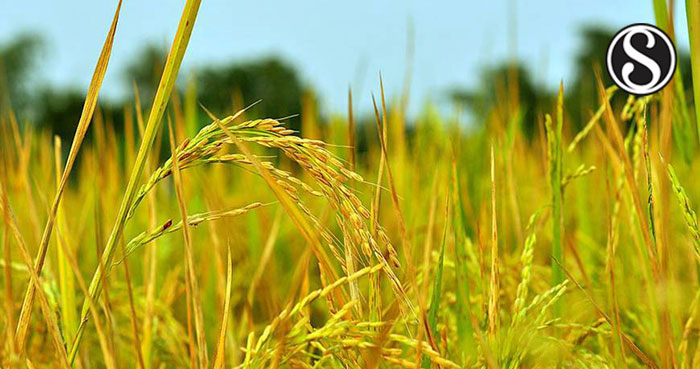 Growth and Yield Performance of Boro Rice (BRRI dhan58) Under Different ...