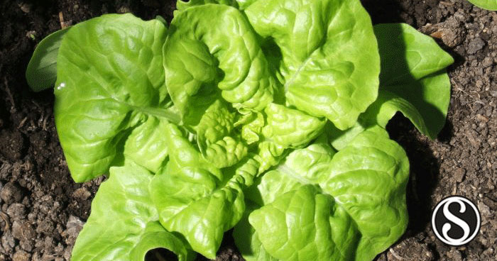 Effect of Nitrogen Fertilizer and Farmyard Manure on Growth and Yield ...