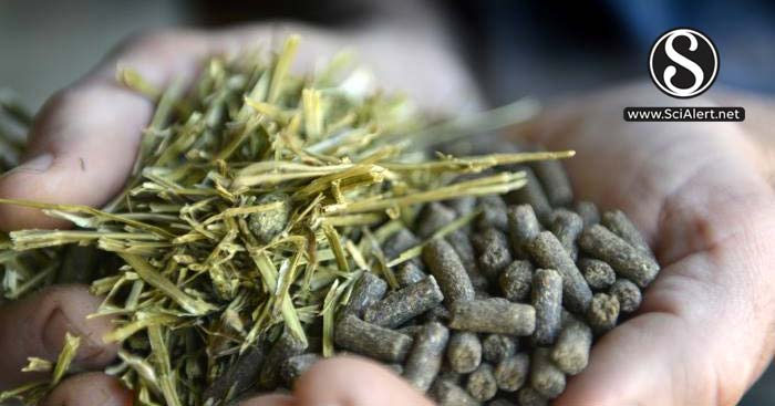 Study on the Animal Feed Ingredients and Livestock Product Supply ...