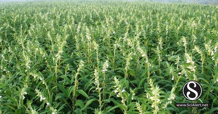 Maximizing Sesame Crop Yield via Matching the Appropriate Genotype with ...