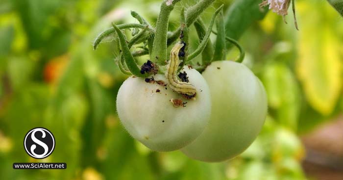 Influence of Moringa and Balanite Seed-Oil on Fecundity, Hatchability ...