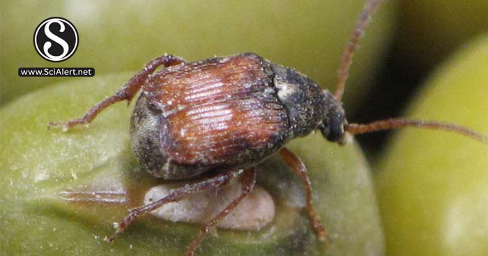 Response of Callosobruchus maculatus (F.) (Coleoptera: Chrysomelidae ...