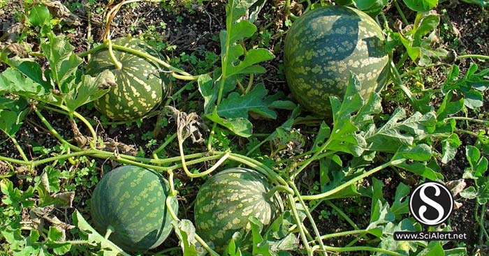 Evaluating the Effect of Different Packaging Materials on the Shelf ...