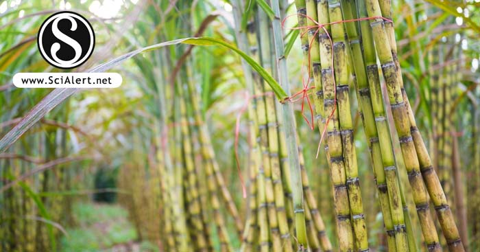 Suitable Planting Materials and Nutrient Concentrations for ...