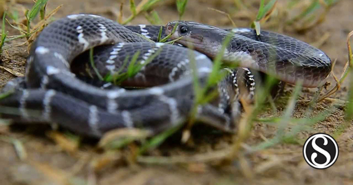 In vitro Biochemical Characterization and Anti-cancerous Property of ...