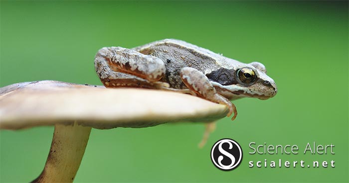 Foot-shock Stimulation Decreases the Inhibitory Action of ATP on ...