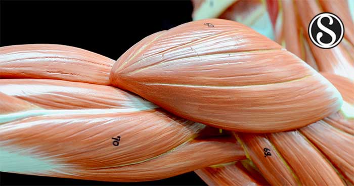 Effects of Ticagrelor on Skeletal Muscle Viability, Asymmetric ...