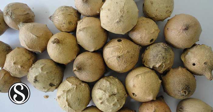 Identification of Anticancer Compounds in Gallnuts Through PCA ...