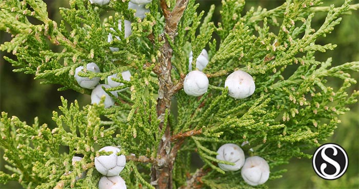 Cytogenetic Toxicity of Juniperus procera Extract with Silver ...