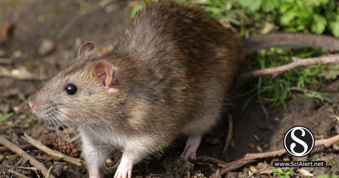 Role of Nrf2/ARE Pathway in Morphine Preconditioning to Alleviate Rat ...