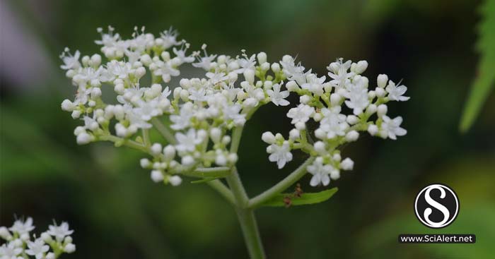 Anti-Colon Cancer Activity of Patrinia villosa Extract and Analysis of ...