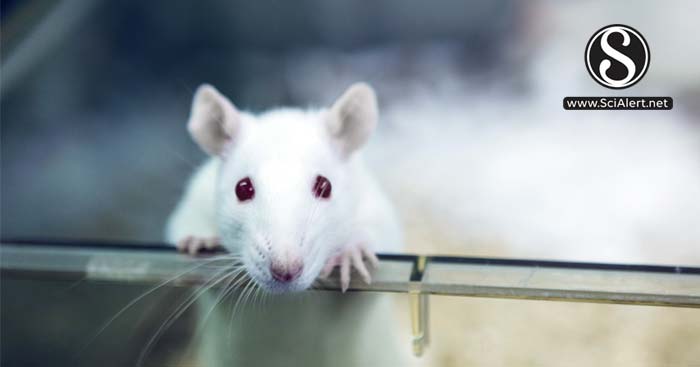 Levonorgestrel and Desogestrel Modulate Gut Microbiota and Blood ...