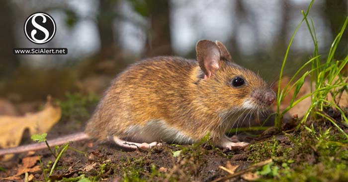 Ellagic Acid Protects Against Fatigue in Exercise Trained Mice