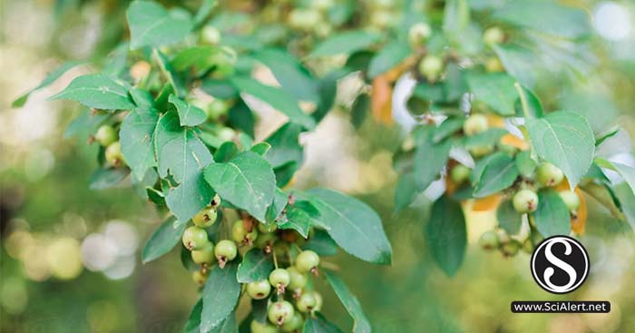 Gidami Coffea arabica Collections Against Coffee Berry Disease ...