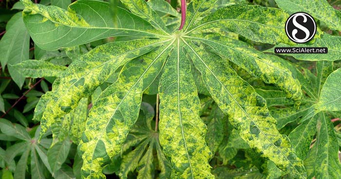 A Molecular Study on African Cassava Mosaic Disease Management in Côte ...