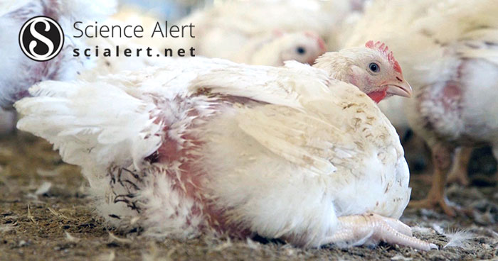 Characteristics of Broiler Feather Protein Concentrate Prepared Under ...