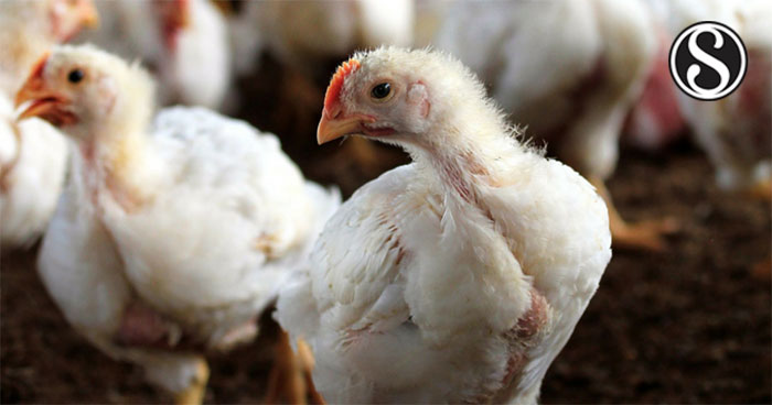 Effects of Feeding Time Restriction During the Whole Rearing Period on ...