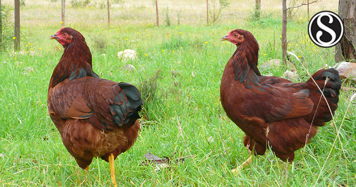 Comparative Evaluation of Growth Performance, Meat Quality and ...