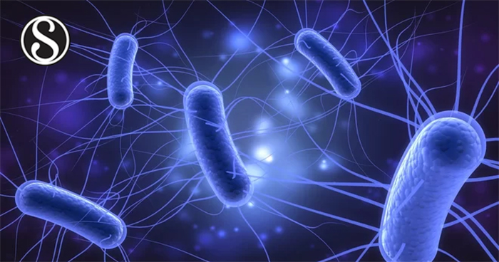 Isolation and Characterization of a Bacteriophage That Hosts on Avian ...