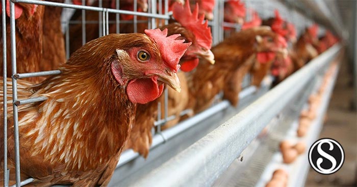 Toxicological Assay-Guided and Fabricated Feeding and Drinking Troughs ...