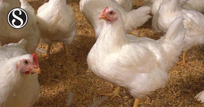 Performance of Broiler Chickens Fed 8% Crude Fibre Diets at Three ...
