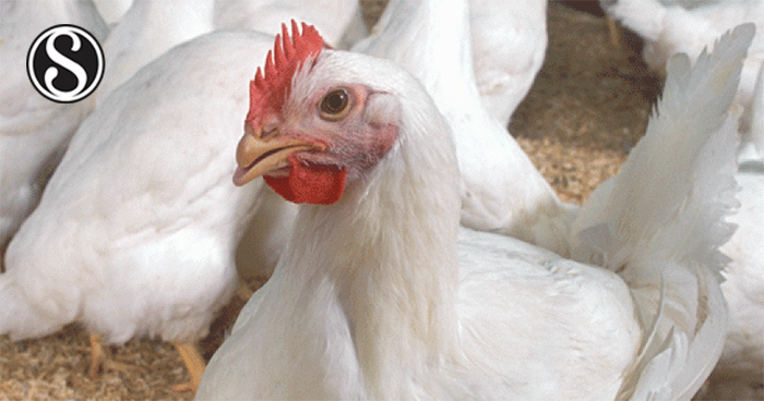 Kinetics of the Antimicrobial Activity Appearance in Ross 208 Broilers ...