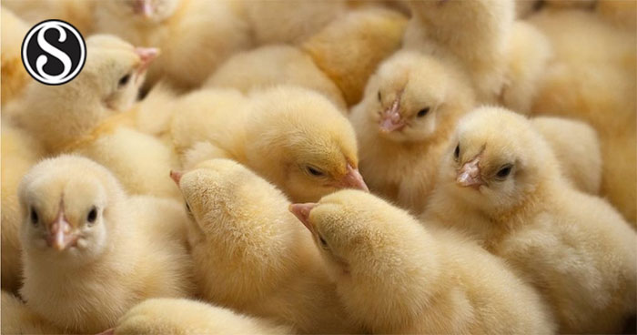 Relationship of Thermal Regulation Capacity of Chicks with Breeder age ...
