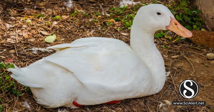 The Response of Mule Ducks and Economic Implications when Fed at ...